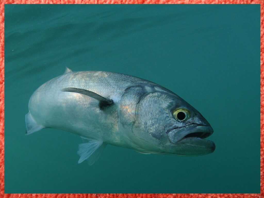 Top 5 Topwater Lures for Bluefish in 2025 - Affordable Fishing Gear ...