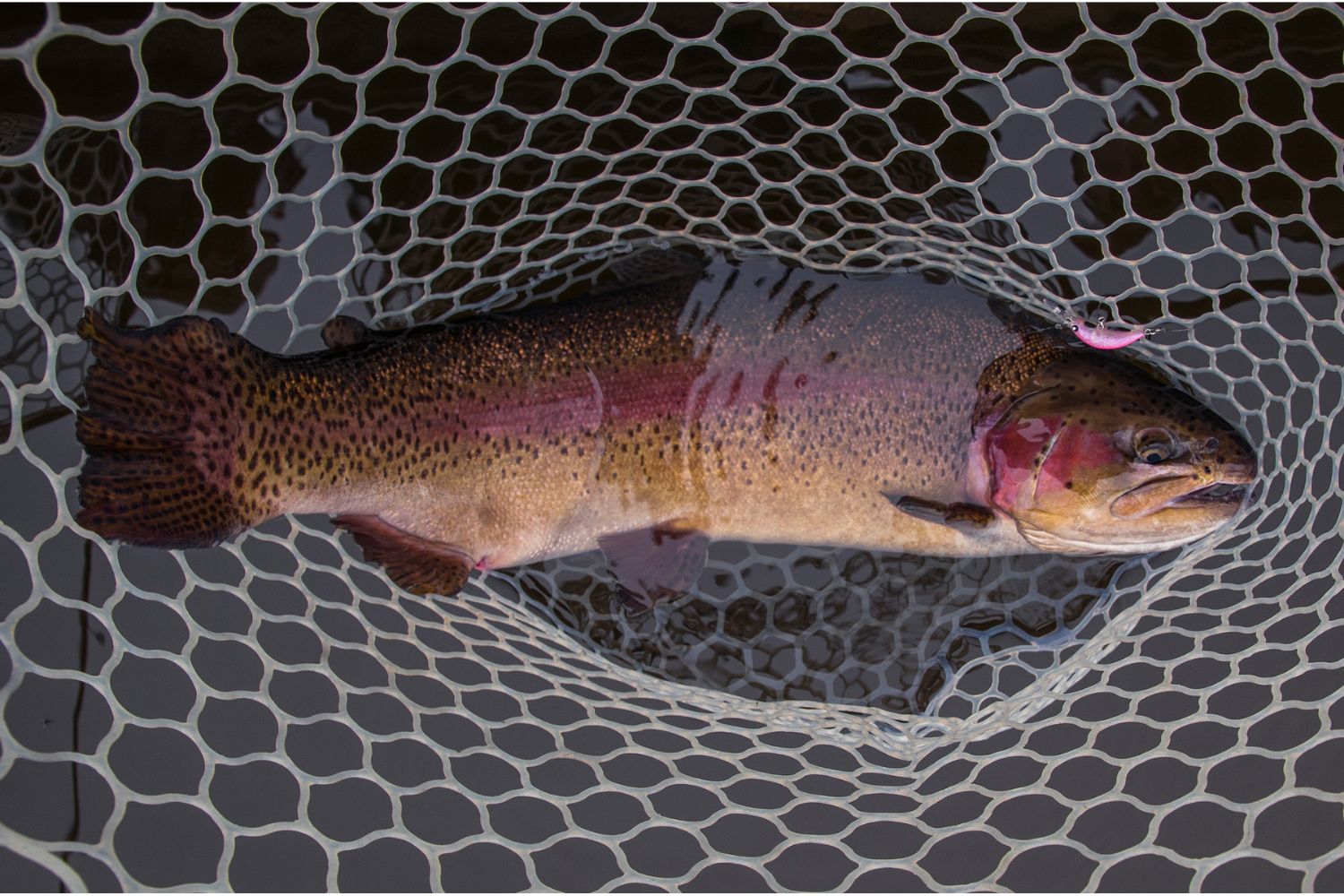 Best Fishing Nets For Landing and Catching Fish: - Captain Content