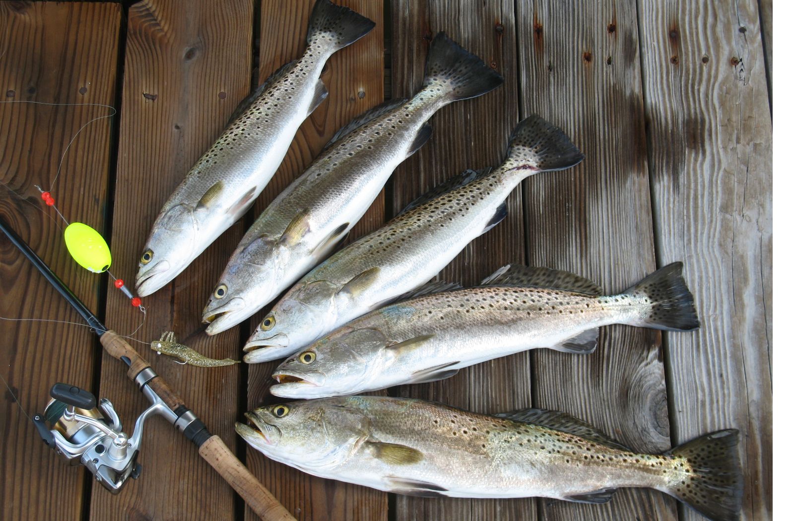 Early Season Speckled Sea Trout Fishing - Captain Content