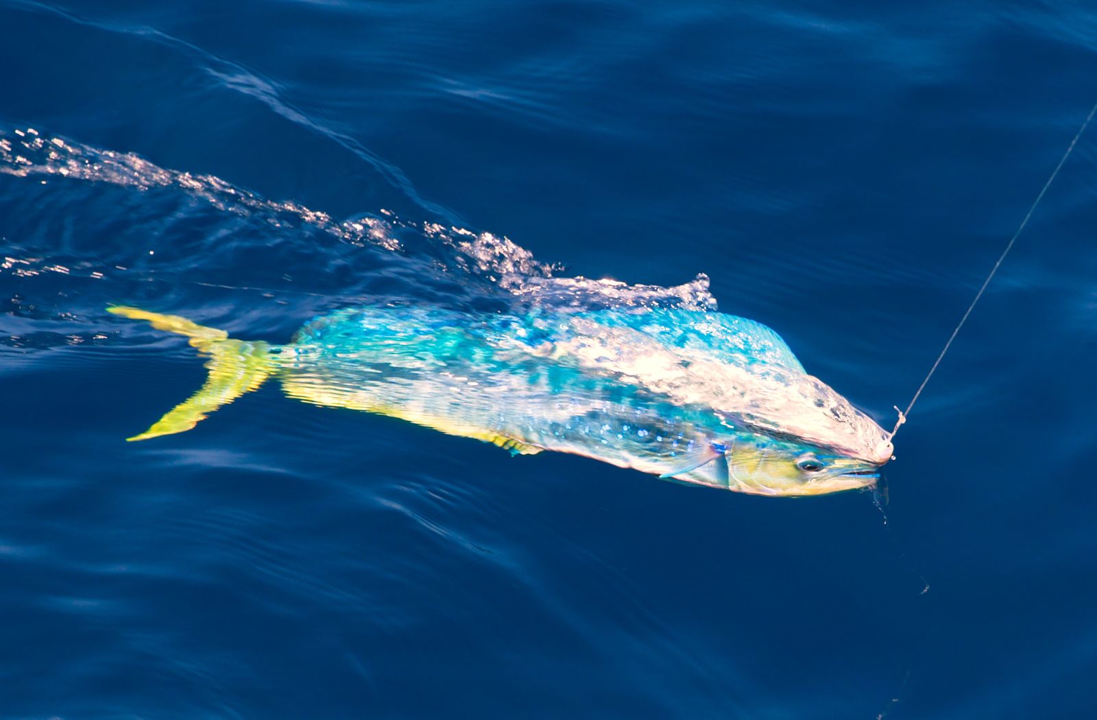 Offshore Fishing, Prepare Like the Pros - Captain Content