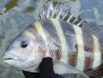 How to Catch Sheepshead: Ultimate Fishing Guide - Captain Content