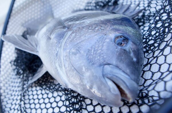 How to Catch Sheepshead: Ultimate Fishing Guide - Captain Content