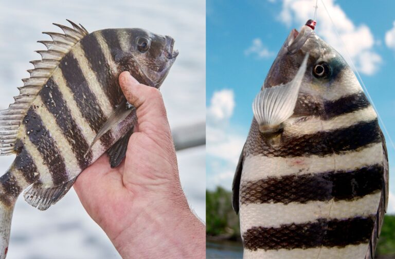 How to Catch Sheepshead: Ultimate Fishing Guide - Captain Content