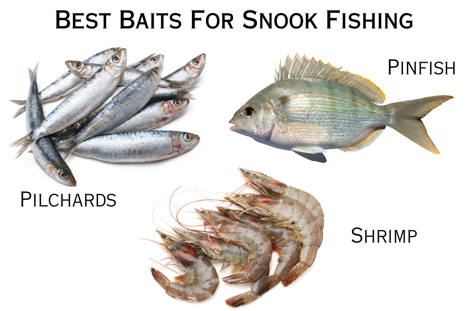 Snook Fishing In Spring - Captain Content