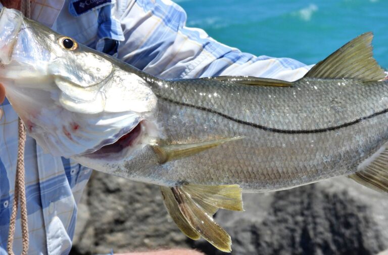 Snook Fishing In Spring - Captain Content