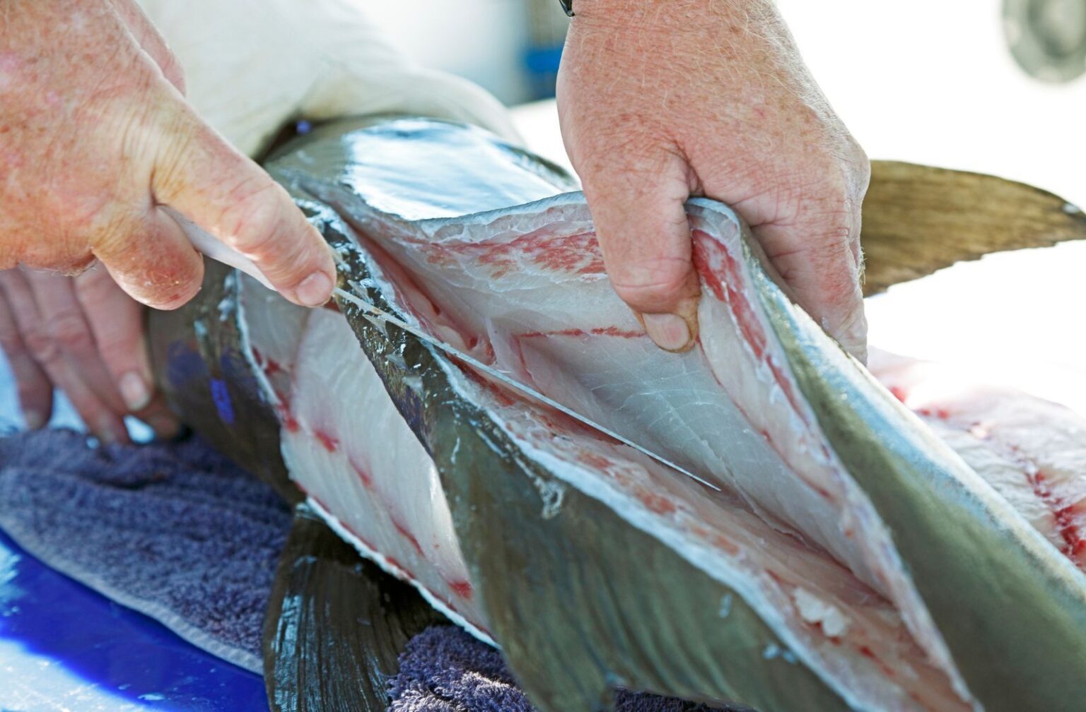 South Carolina Cobia - Captain Content