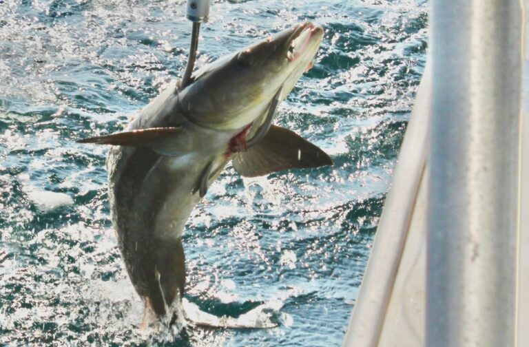 South Carolina Cobia - Captain Content