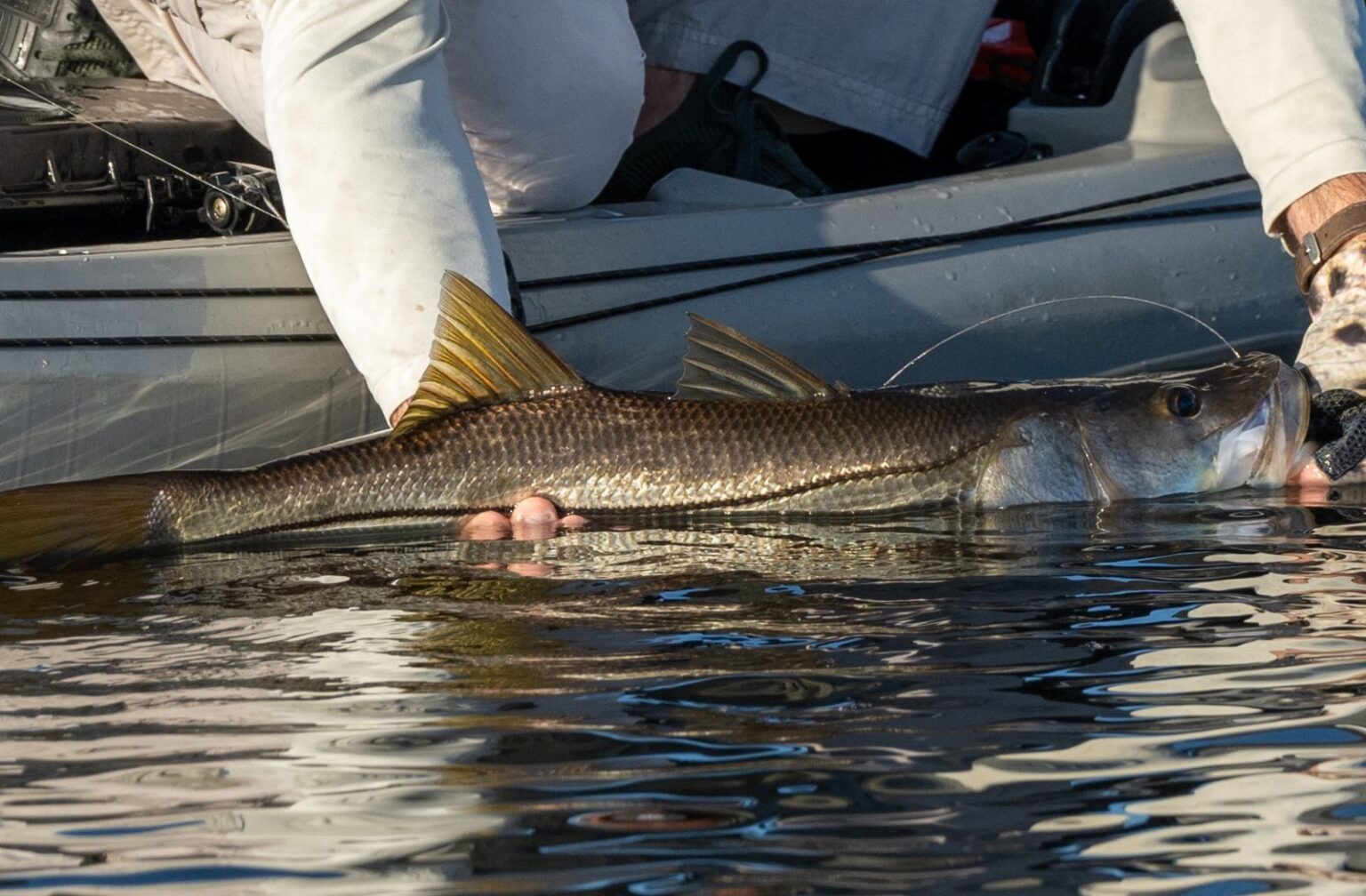 Snook Fishing In Spring - Captain Content