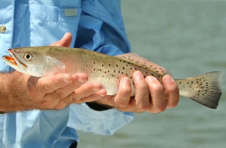 Early Season Speckled Sea Trout Fishing - Captain Content