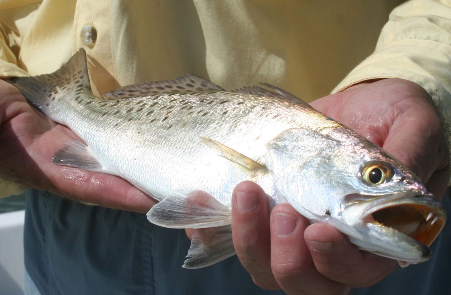 Early Season Speckled Sea Trout Fishing - Captain Content