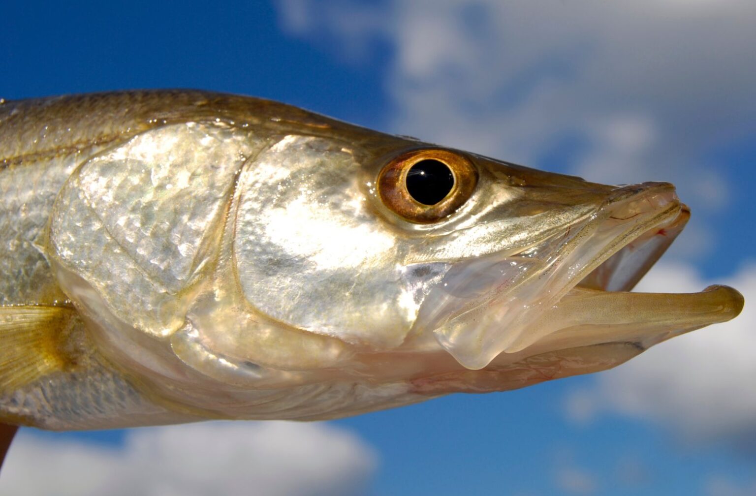Snook Fishing In Spring - Captain Content