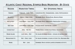 Striped Bass Season – Migration, Gear, And Hot Spots - Captain Content
