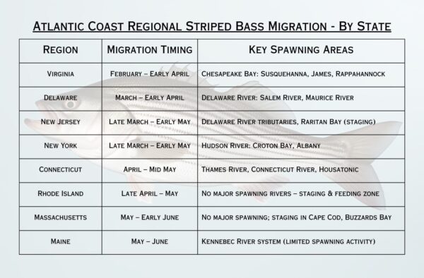 Striped Bass Season – Migration, Gear, And Hot Spots - Captain Content