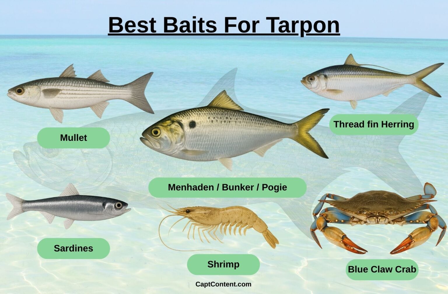 Fishing for Tarpon: The Ultimate Guide to Landing the Silver King ...